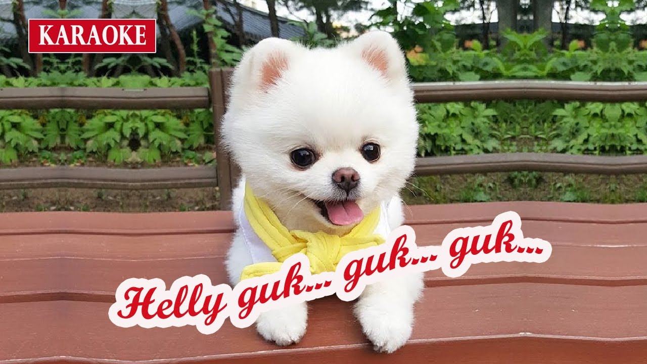 Karaoke HELI - Aku Punya Anjing Kecil || Heli guk guk guk || Karaoke ...