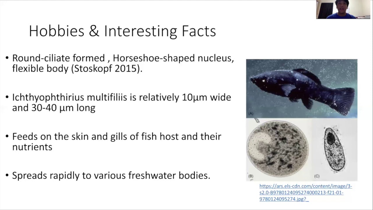 Ichthyophthirius multifiliis - YouTube