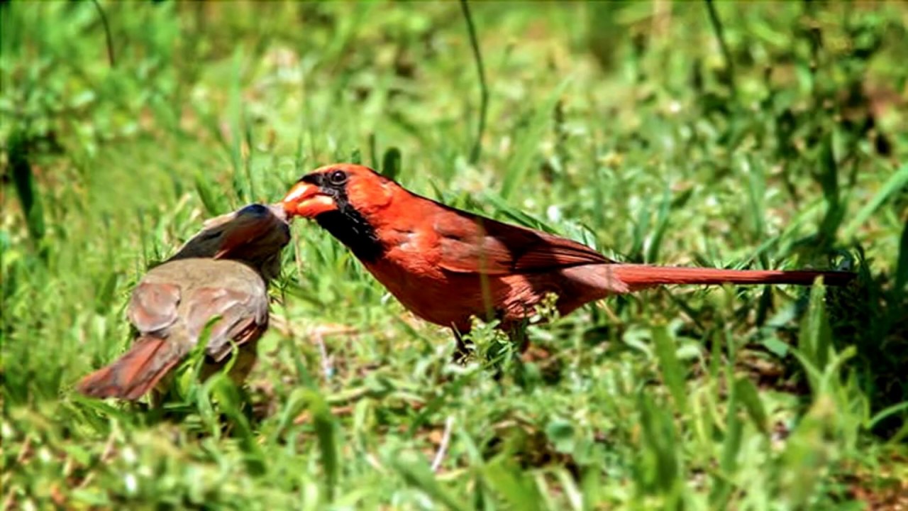 Birdie shoot (HD1080p) - YouTube