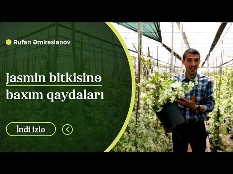 Jasmin bitkisinə baxım qaydaları #Jasmin