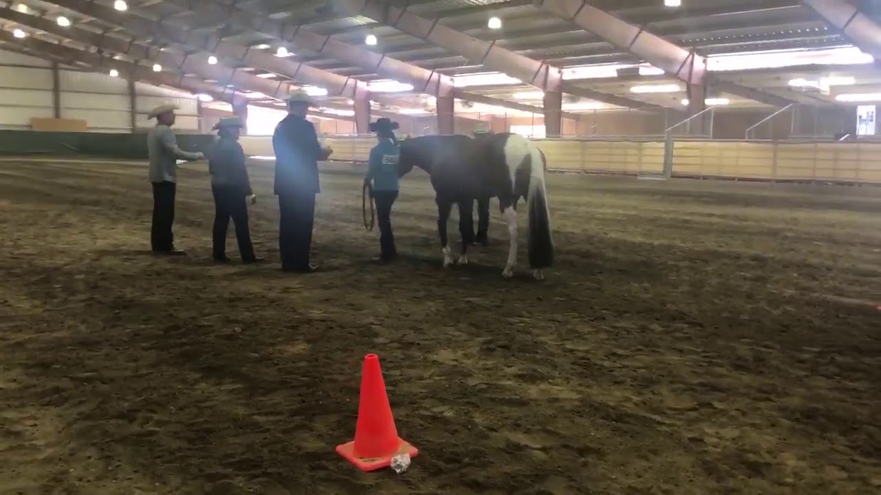 halter paint aged mares / i placed 1st🤗 - YouTube