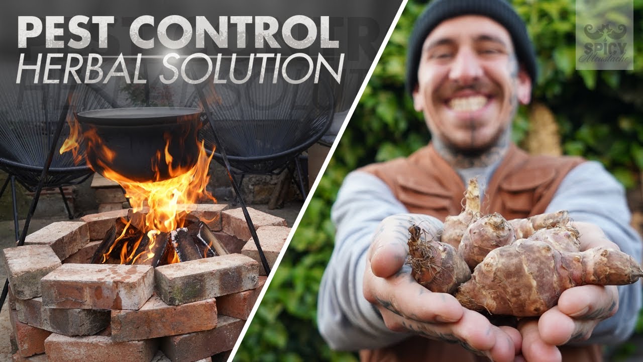 How to make Organic Pest Control Herbal Solution - YouTube
