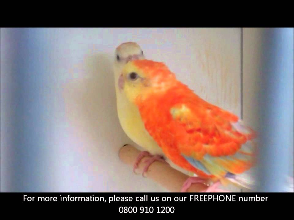 New In - Red Rump Mutation Parakeets - YouTube
