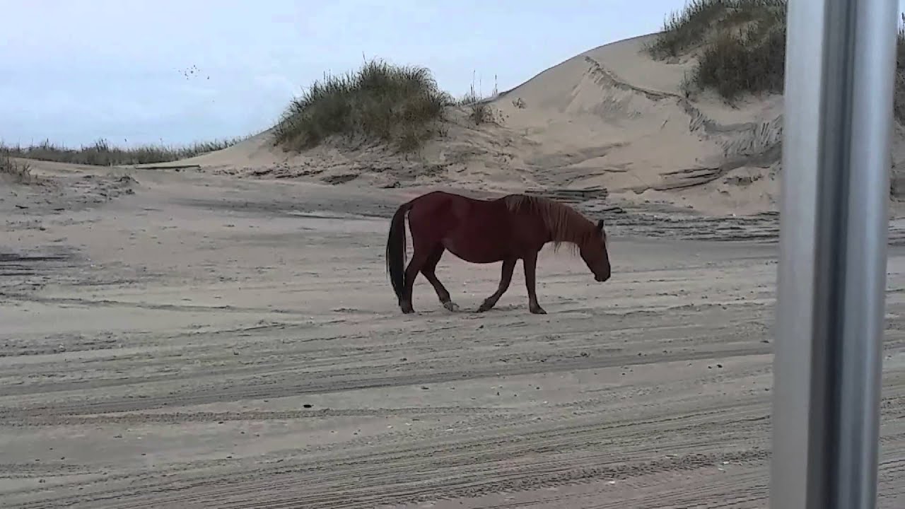 Wild Spanish Mustangs in Corolla, NC - YouTube