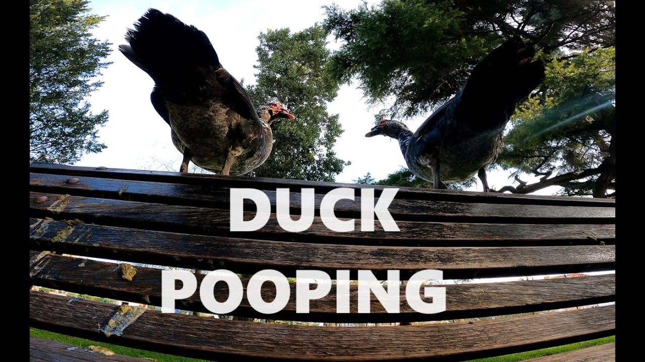 Funny DUCK POOPING - YouTube