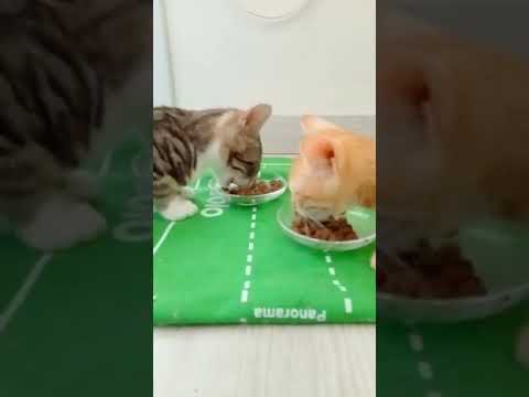 AMAZİNG CAT SERİES:1satisfying video ANİMALS VİDEO Kate Kuray  CUTE ANİMALS - CAT VLOG kate yup 2022
