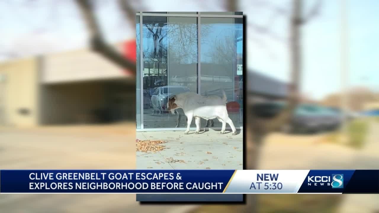 'He went miles and miles': Goat escaped in Clive, was on the run for ...