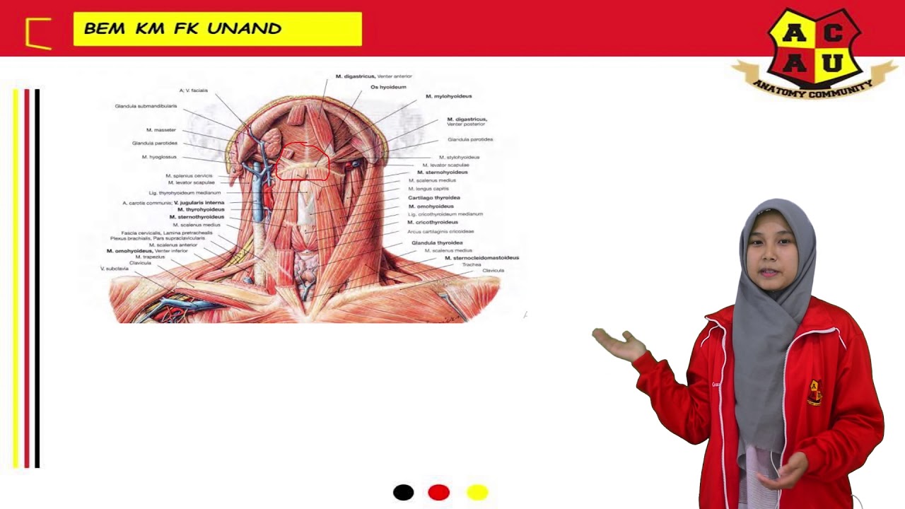 Anatomi Leher - Part 1 | Anatomy Video eps. 03 - YouTube