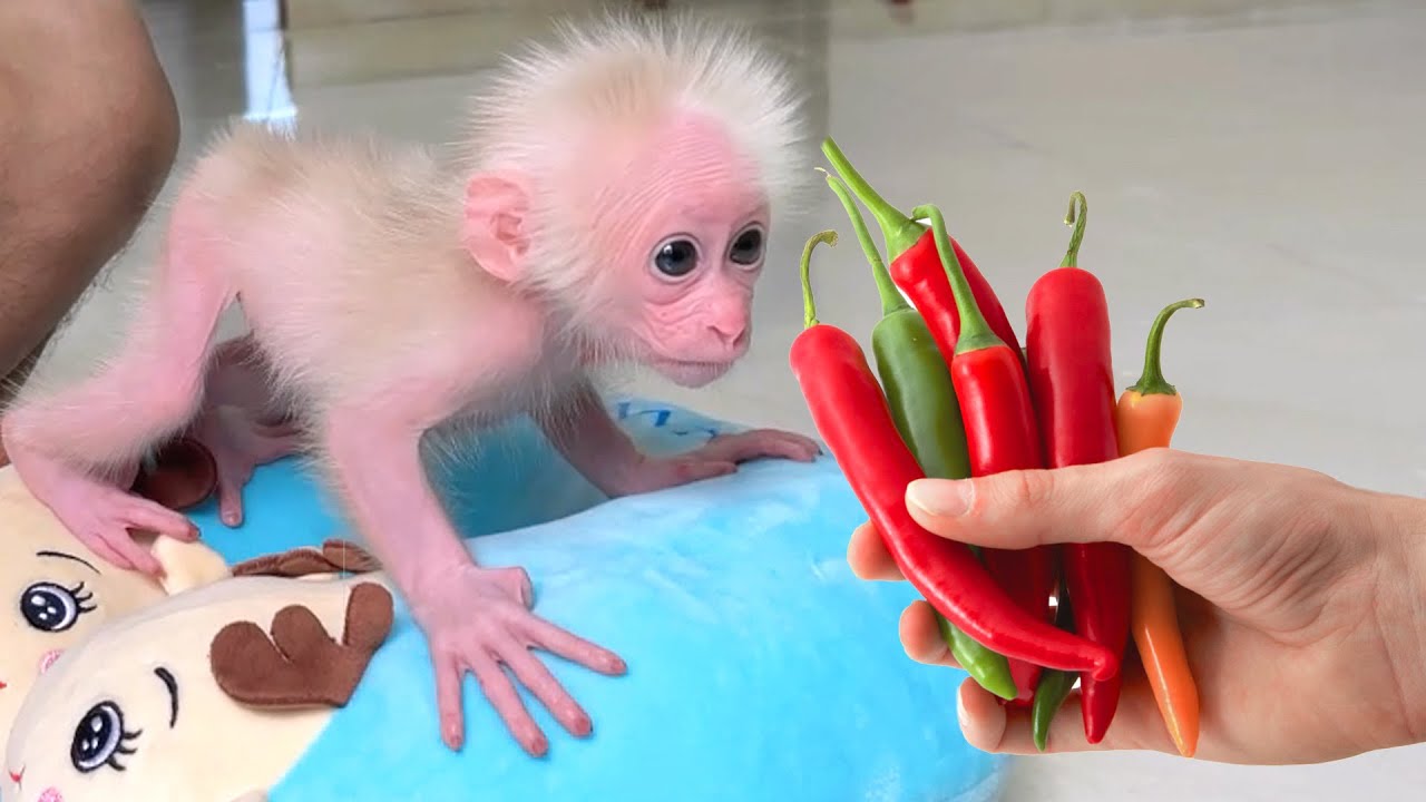 Will the baby monkey chew this red pepper?Dad teaches baby monkey to ...