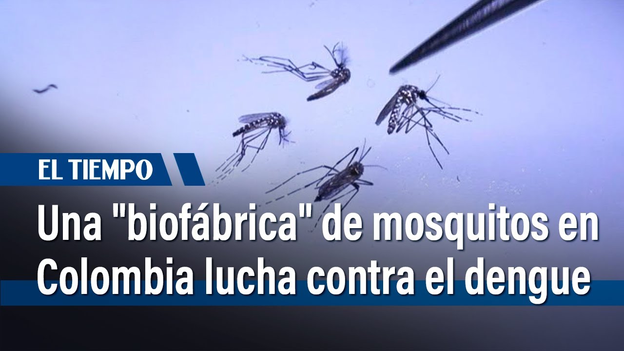 Una "biofábrica" de mosquitos en Colombia lucha contra el dengue y la ...