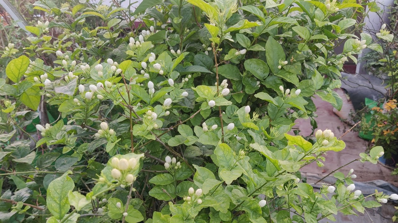 மல்லிகை பூ கொத்து கொத்தாக பூக்க வேண்டுமா? | tips to get more buds in ...