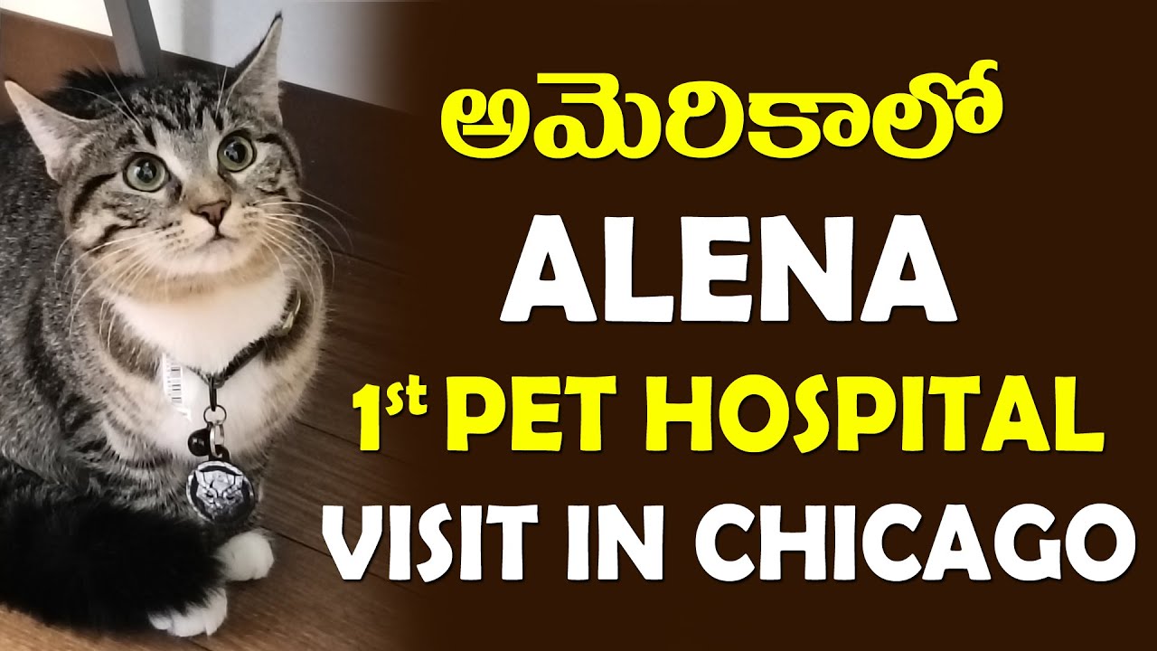 Alena first pet hospital visit in Chicago, USA | Alena pet hospital ...
