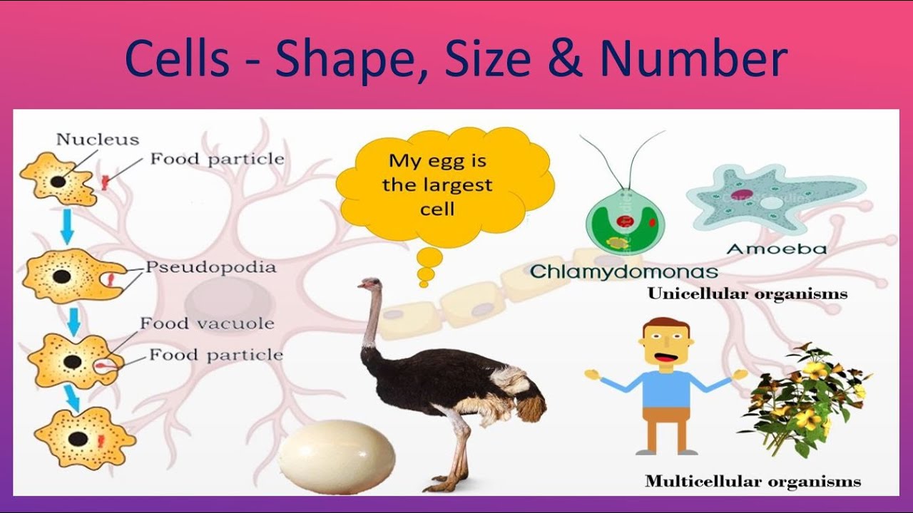 Cells - Shape, Size and Number | Chapter-8 | Cell Structure and ...