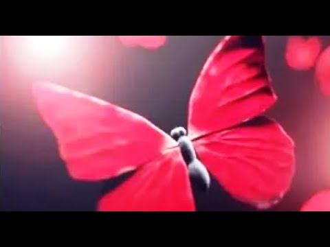 franck pourcel -- papillon