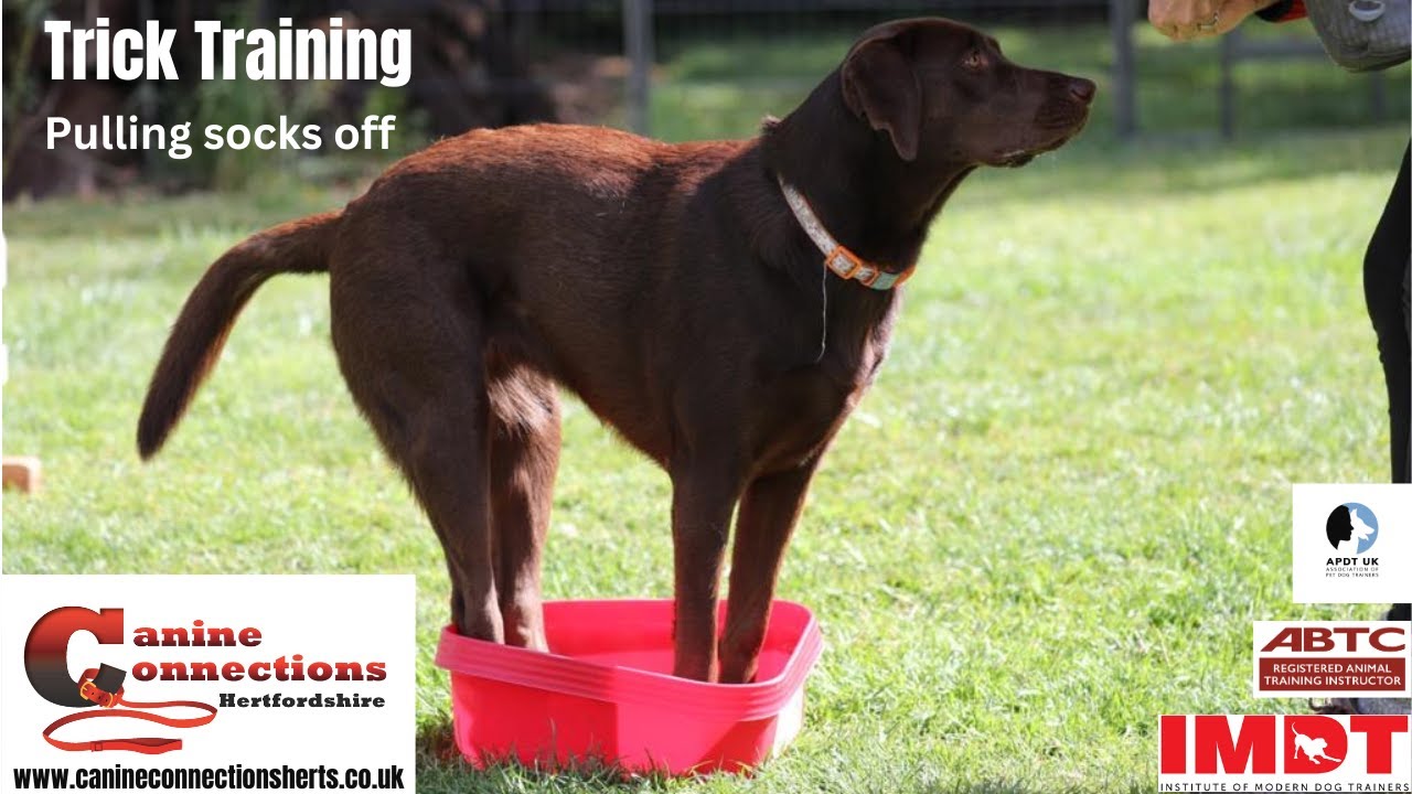 Teach your dog to pull socks off - YouTube