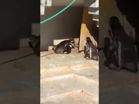 Komşusuna Tecavüze Kalkışana Meydan Dayağı Attılar