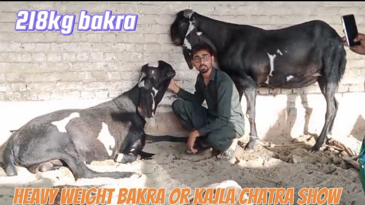 All Pakistan bakra kajla show #wajahatorabdullahkashoq# ...