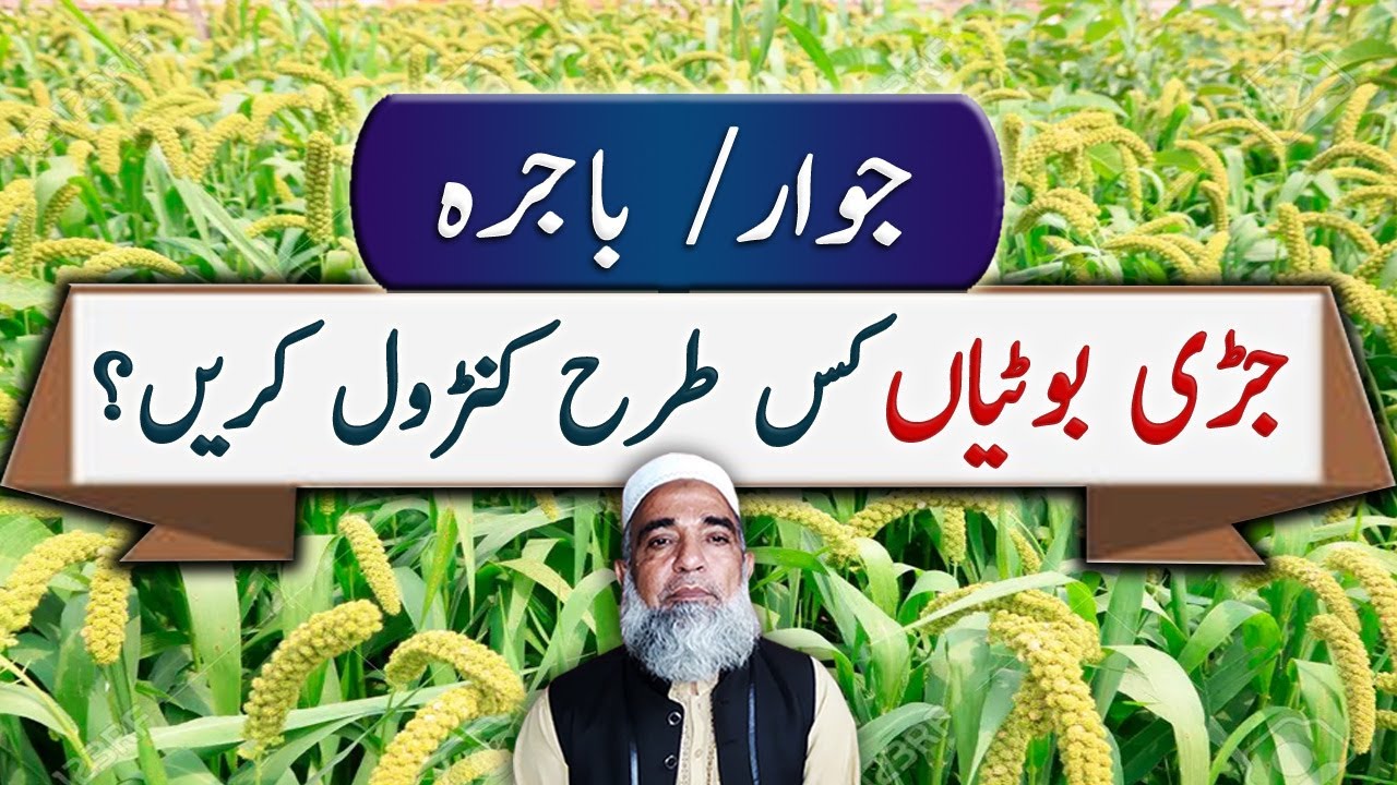 Weed Control in Sorghum and Millet Crops || Crop Reformer - YouTube