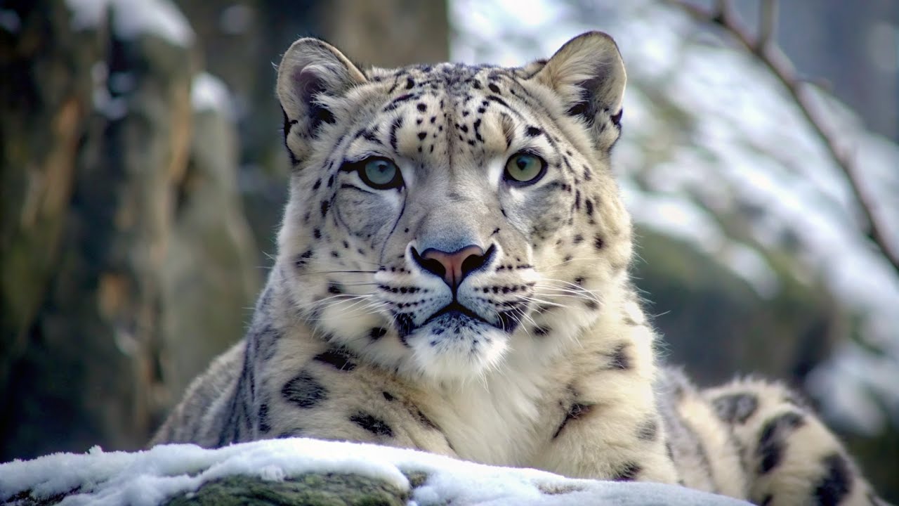 Snow Leopard | Planet Zoo Animals - YouTube