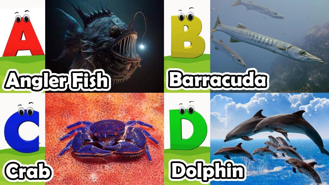 ABC Sea Animals song | Learn Alphabets | English and Animals for Kids ...