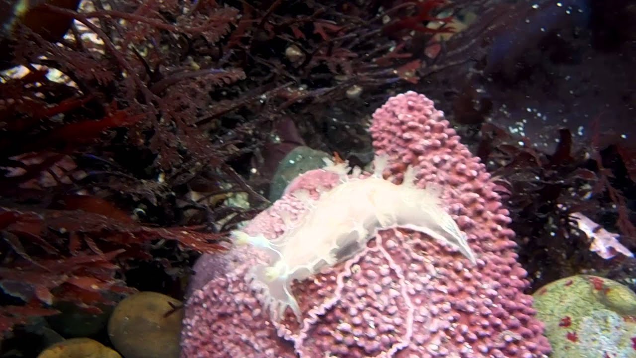 Diamondback Nudibranch (Tritonia festiva) along Seal Cove - YouTube