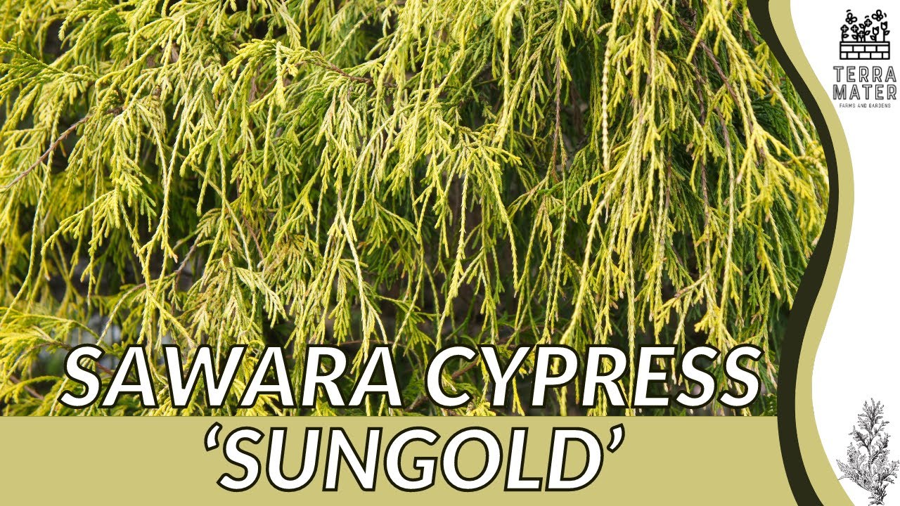 SAWARA CYPRESS 'SUNGOLD' - Basking in the Radiance of Golden ...