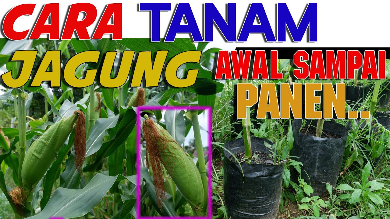 TERBUKTI. CARA TANAM JAGUNG DARI AWAL HINGGA PANEN. HANYA DI POLYBAG ...