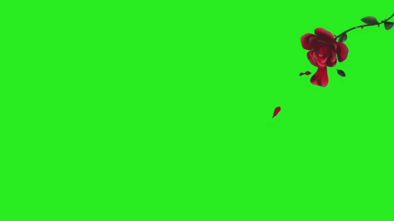 GreenScreen Bunga mawar - YouTube