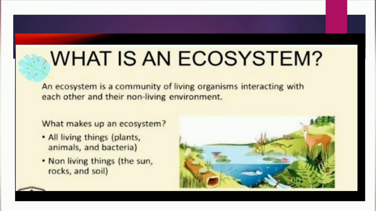Ppt on Adaptations on different ecosystems - YouTube