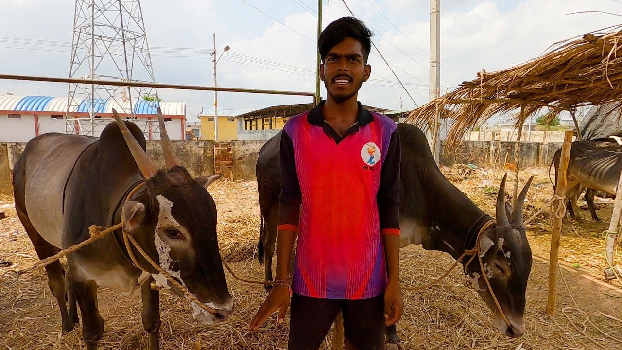 Harish rearing stud bulls inspired by our Channel - YouTube