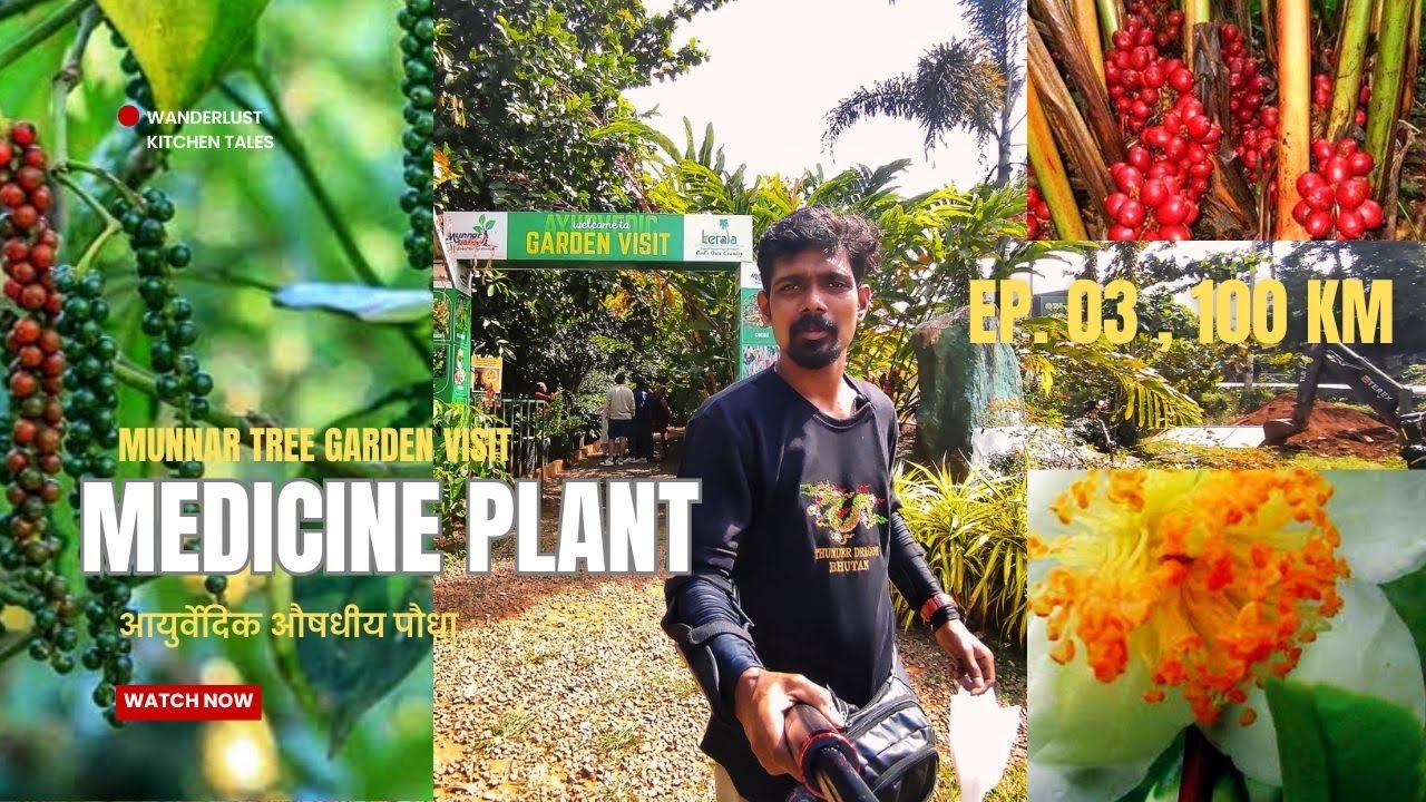 Visit medicine plant Farm,Munnar (Kerala) | All type of Medicinal Plant ...