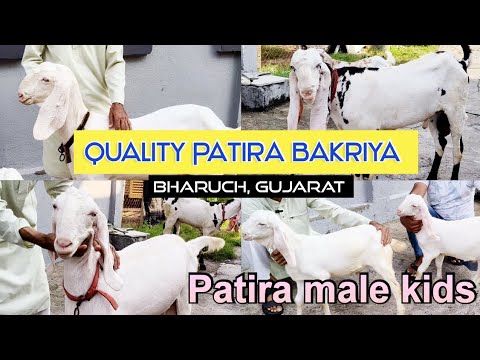 Quality Patira and Hydpat Bakri || Patira bacche for sale at Dahegam ...