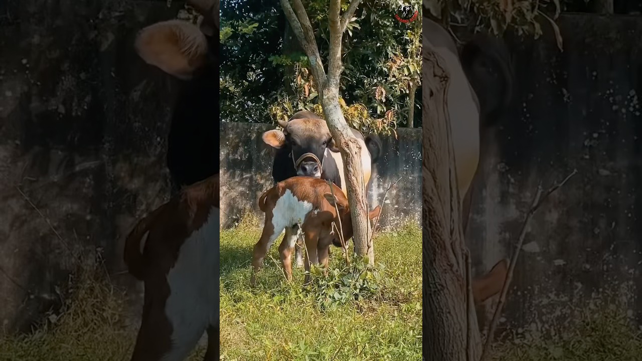 Alhamdulillah Beautiful Gift From Allah | Goyal & Gir Cross male Claves ...