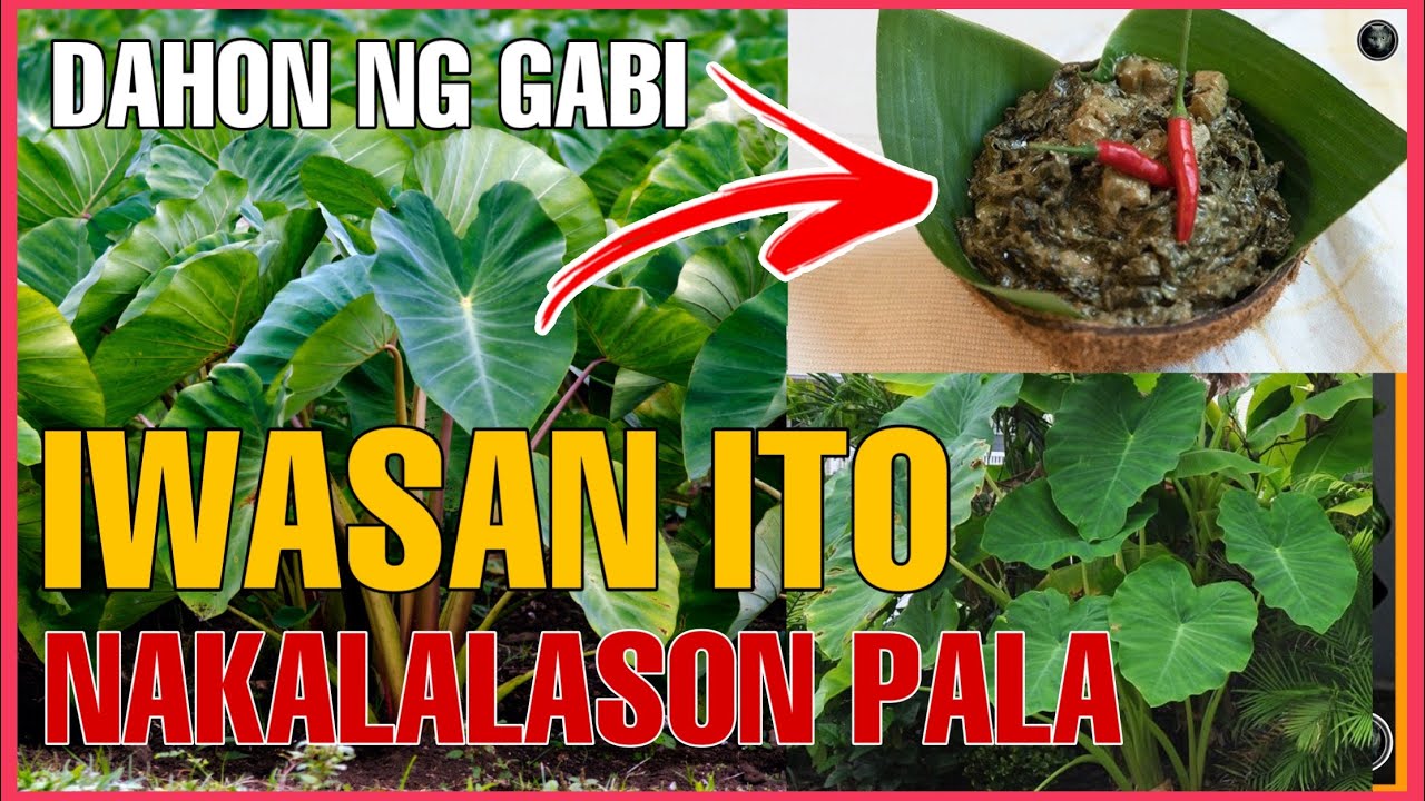 DAHON NG GABI BAKIT DAPAT IWASANG KAININ? | Bhes Tv - YouTube