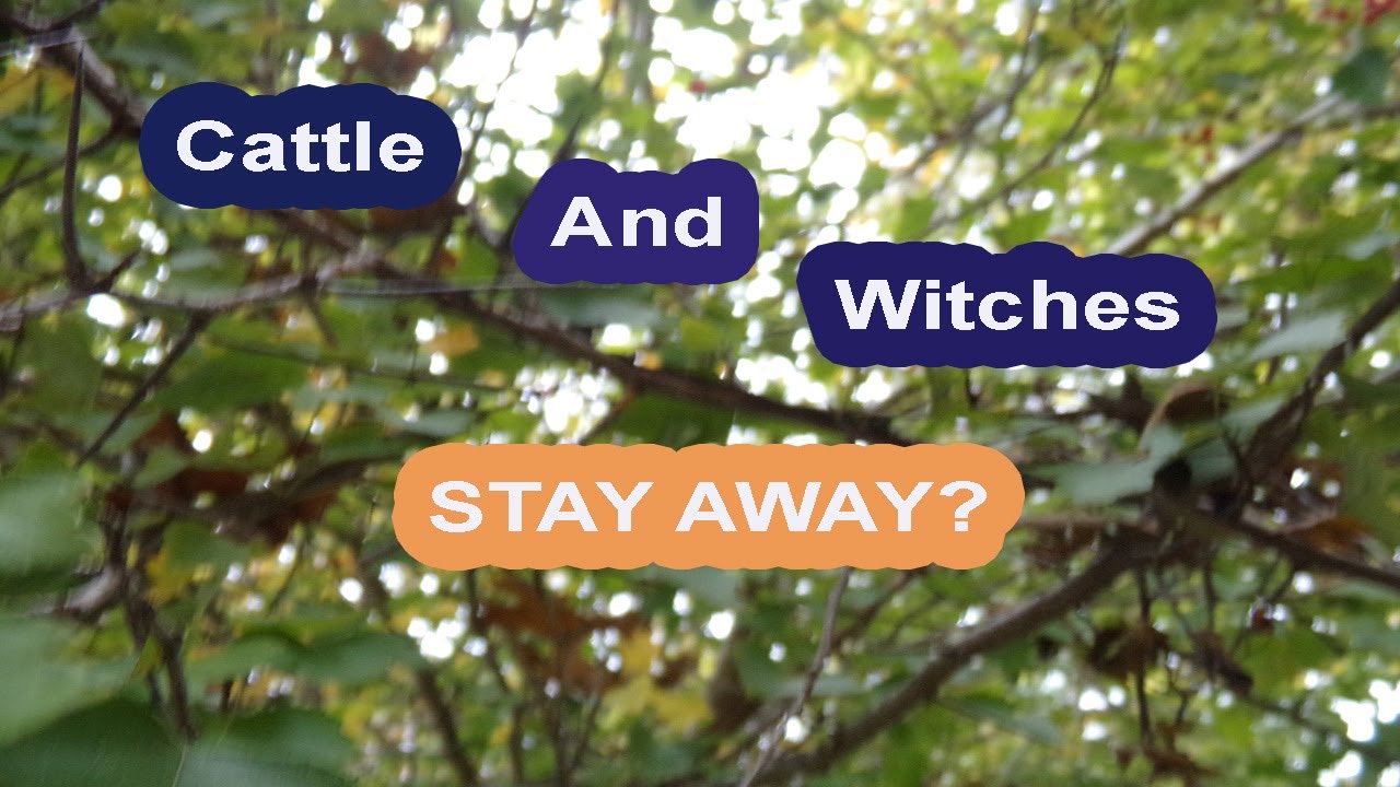 Hawthorn Tree. Legends, and Folklore - YouTube