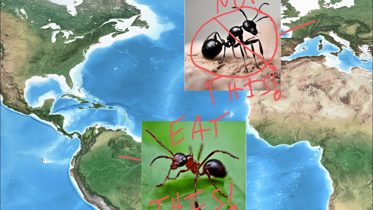 Don’t Eat Cold Weather Ants: Insect Fat As a Signal - YouTube