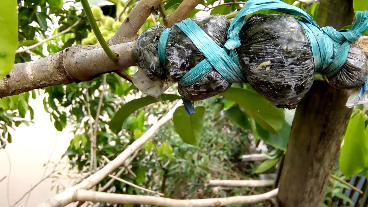 Succes cangkok Rambutan # Cek Akar# - YouTube