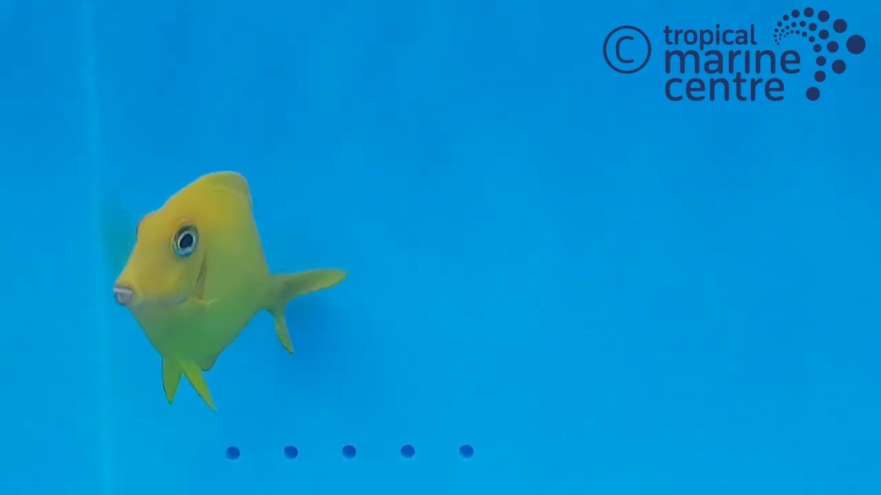 Mustard Tang - Melanesia, Acanthurus pyroferus - YouTube