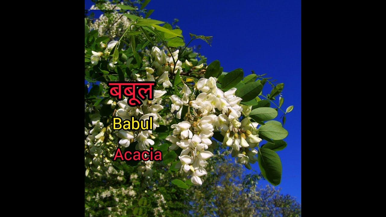 Acacia Meaning In Hindi With Picture Acacia Matlab Kya Hai Babul acacia-meaning-in-hindi-with-picture-acacia-matlab-kya-hai-babul