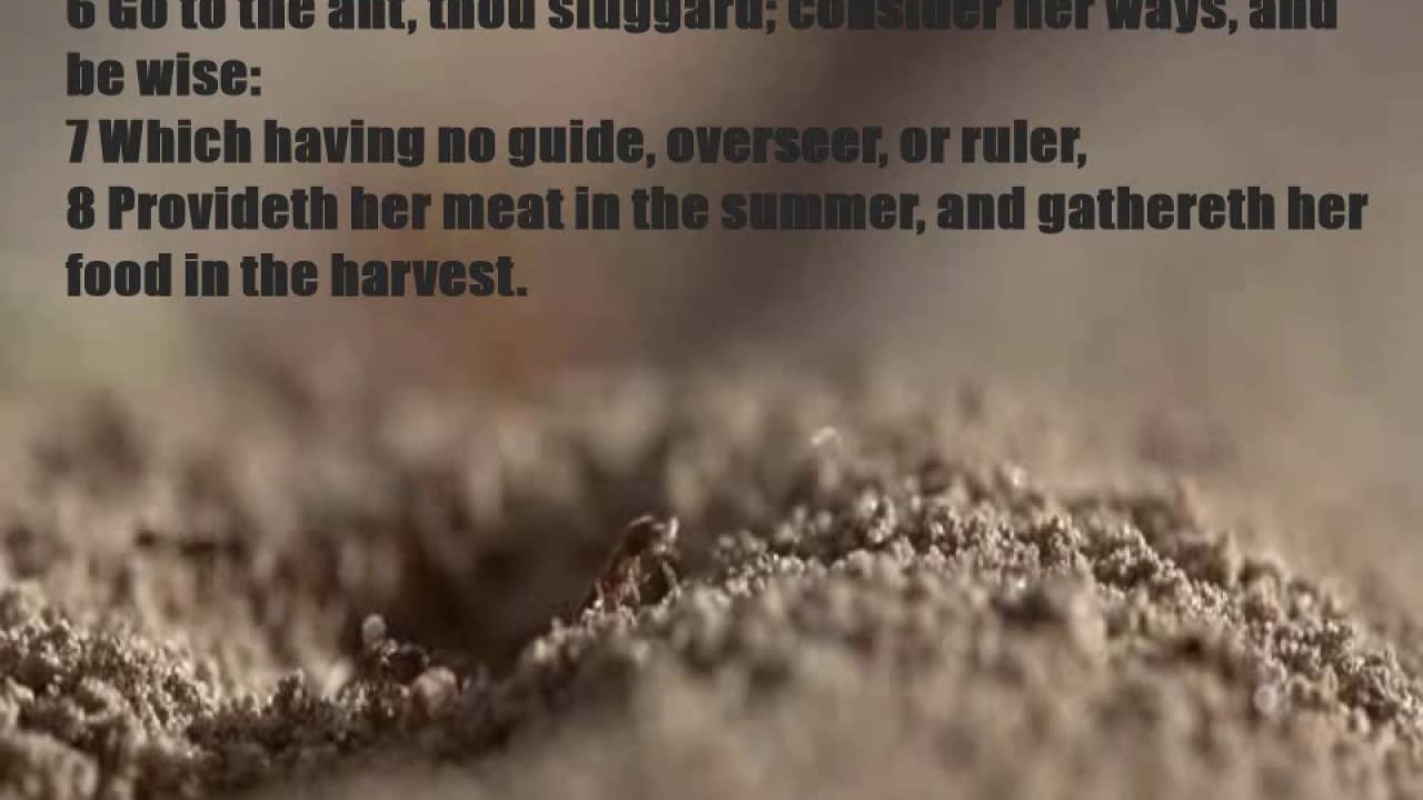 the ant Bible verse - YouTube