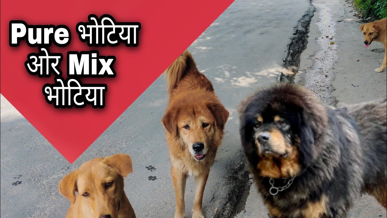pure bhotia dog भोटिया कहाँ से खरीदे , #bhotia_dog uttarakhand wale ...
