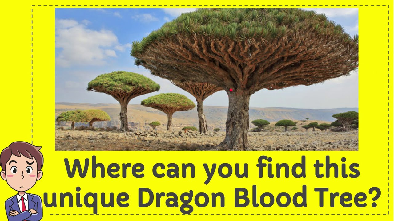 Where can you find this unique Dragon Blood Tree? - YouTube