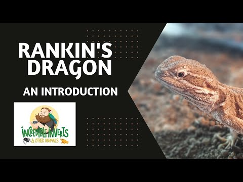 Rankin's dragon / An Introduction / #reptiles #dragon #lizard - YouTube