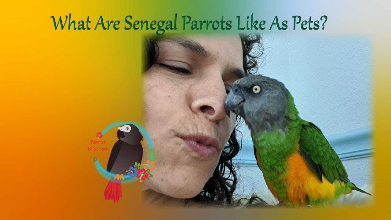 What Is a Senegal Parrot Like As A Pet - YouTube