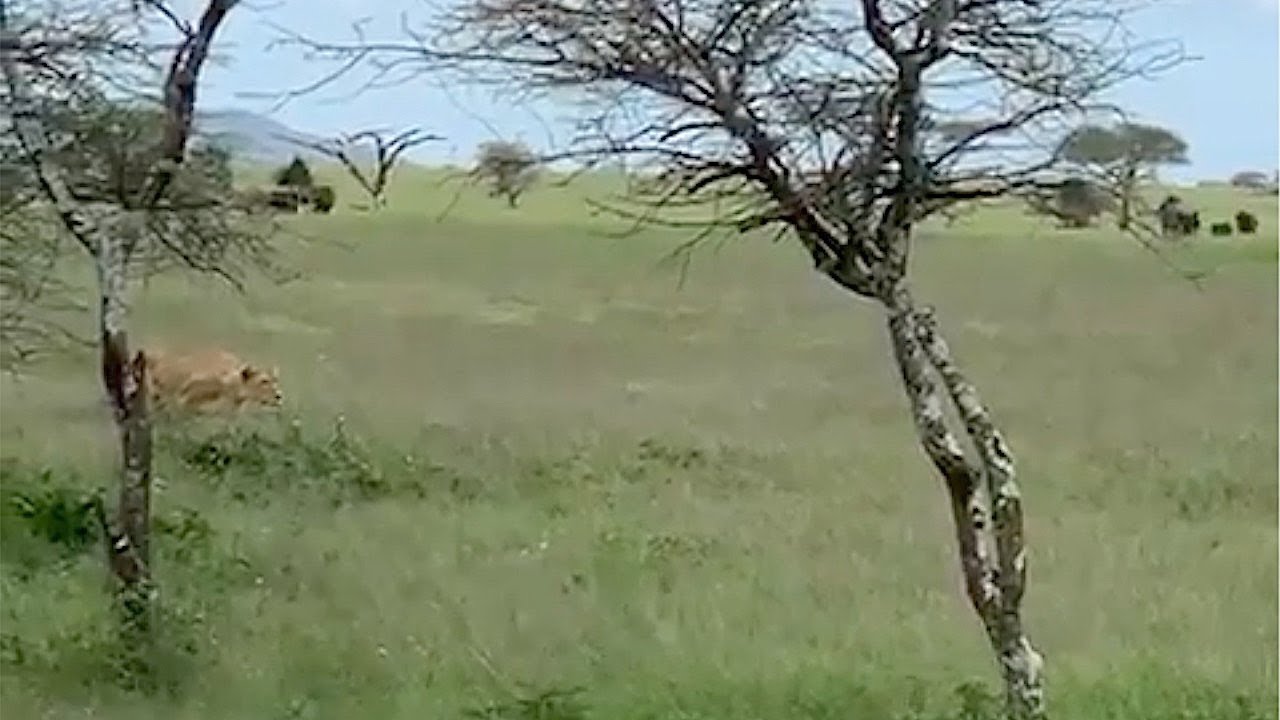 Lioness finds a topi antelope sleeping in the bush - YouTube