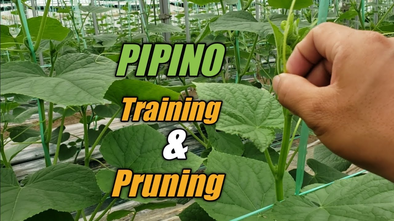 Pipino Training at Pruning. Paano mag Pruning. - YouTube