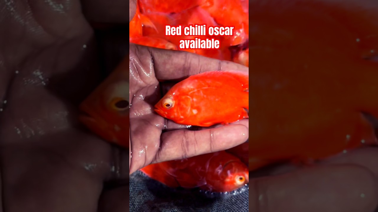 Red chilli oscar available in bulk#aquariumfish #goldfish #kurlamarket ...
