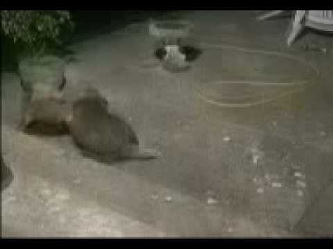 Badger vs Fox. Badger wins easily. - YouTube