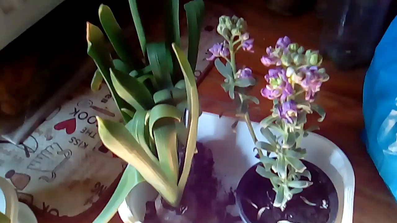 Φυτευω λουλουδια για την Ανοιξη - YouTube