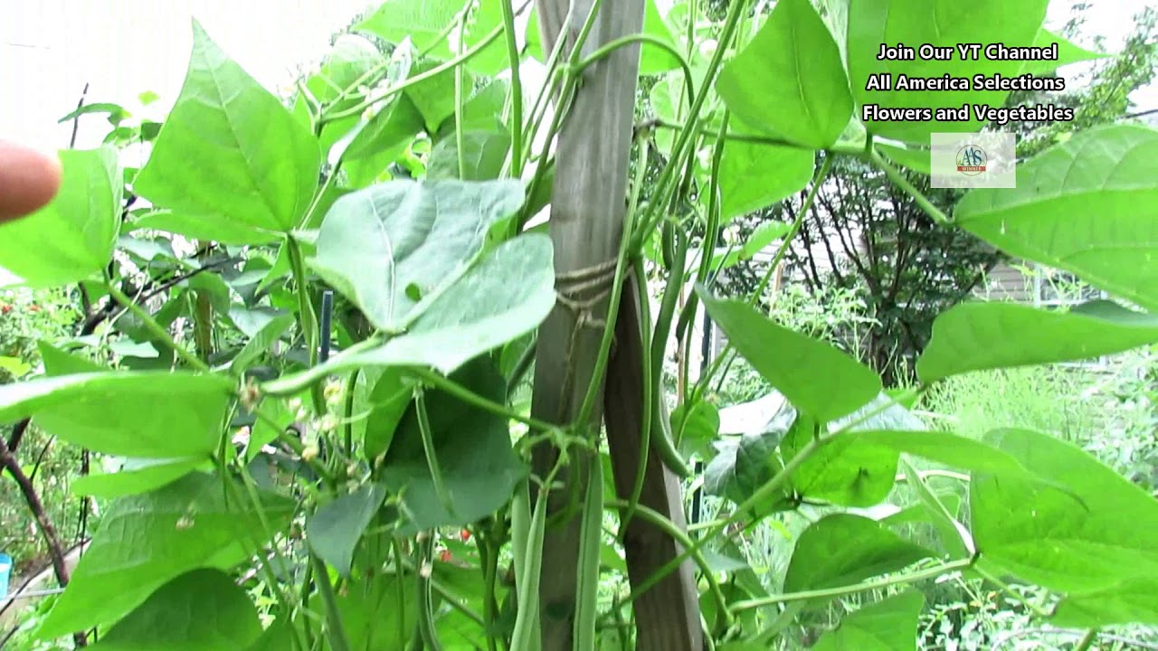 An Unstoppable Pole Bean 'Seychelles' for the Ground & Containers: Flower & Vegetable Profiles ...